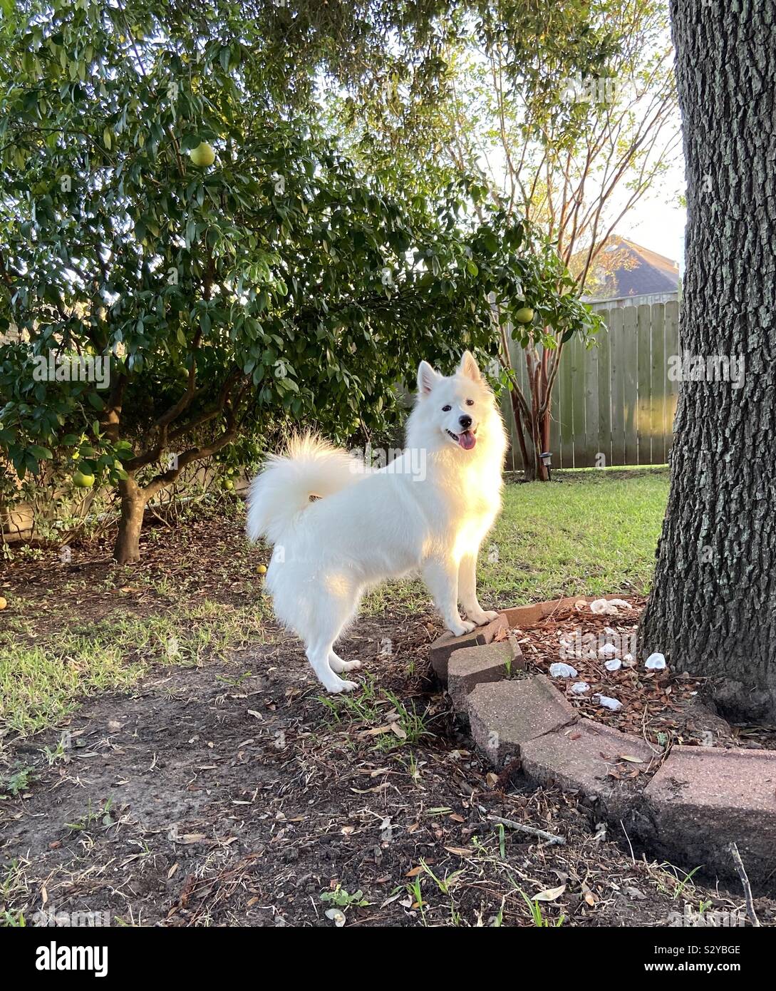 Happy samoyed hi-res stock photography and images - Alamy