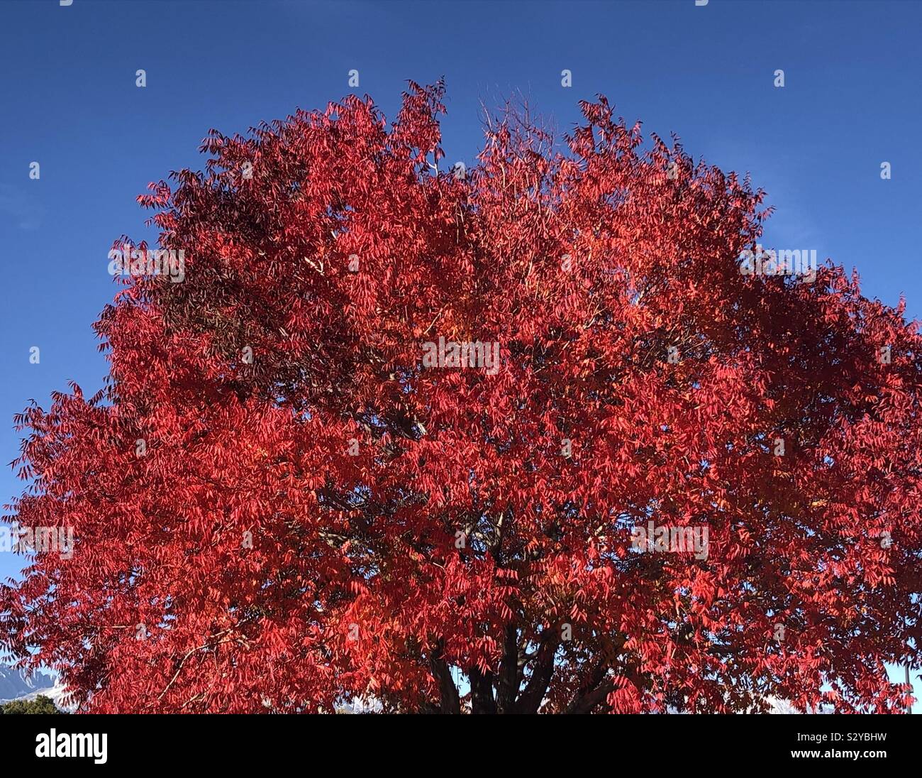 Copper Tree, Bishop, California, USA Stock Photo - Alamy
