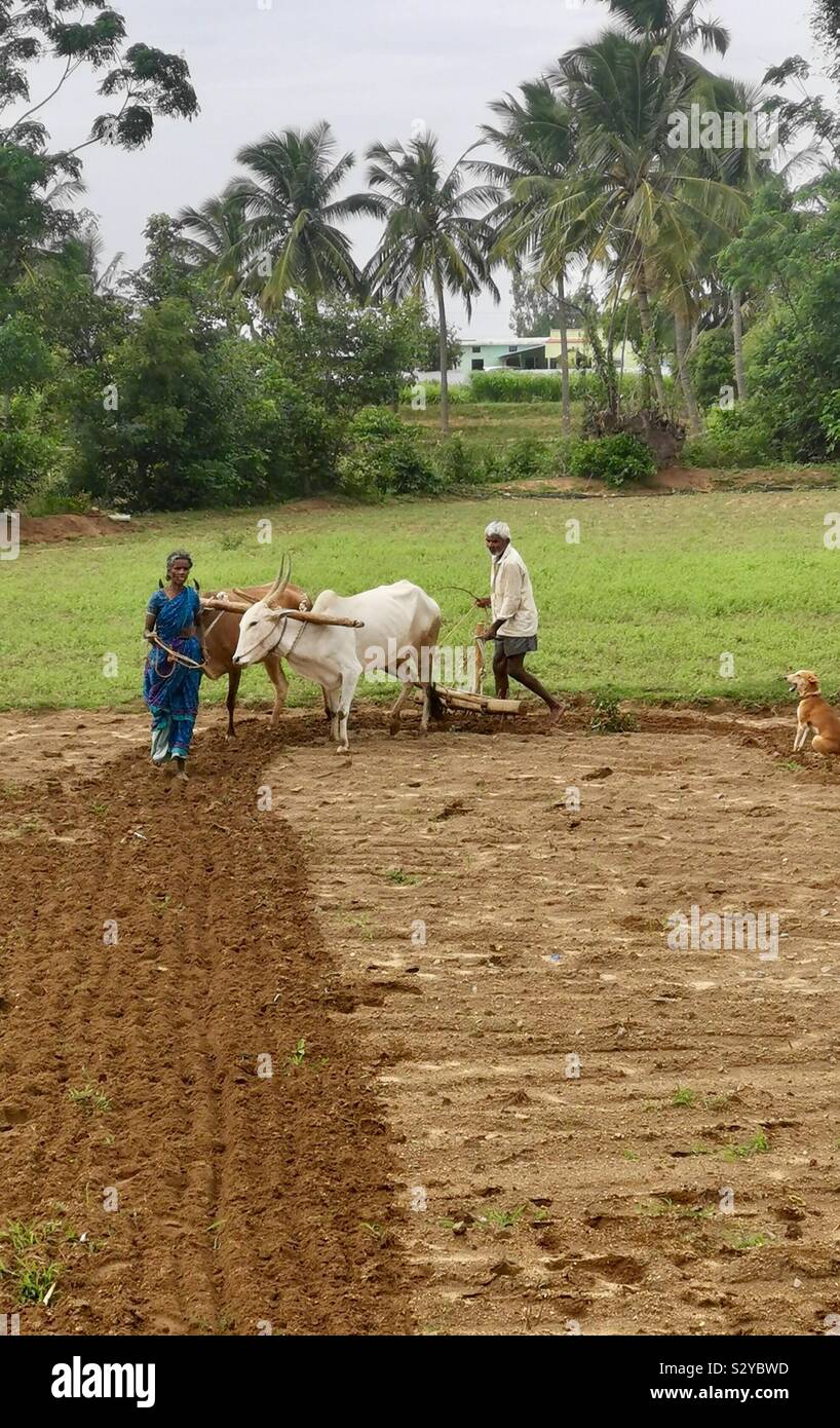 Farmers plowing their field in Kuppam, Andhra Pradesh Stock Photo - Alamy