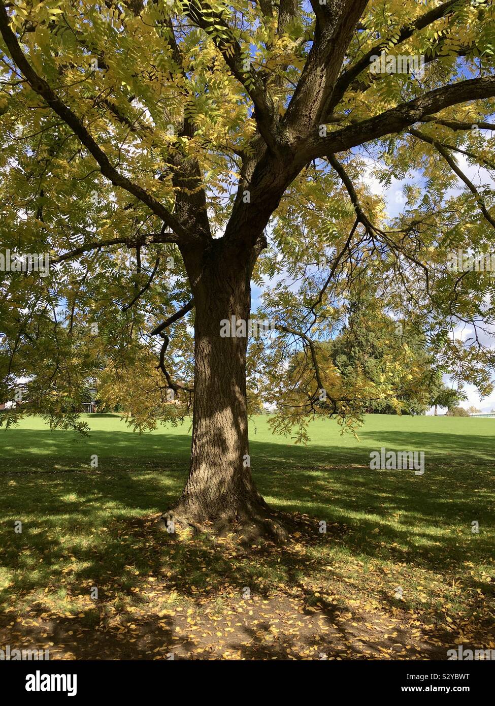 Tree with leaves turning yellow hi-res stock photography and images - Alamy