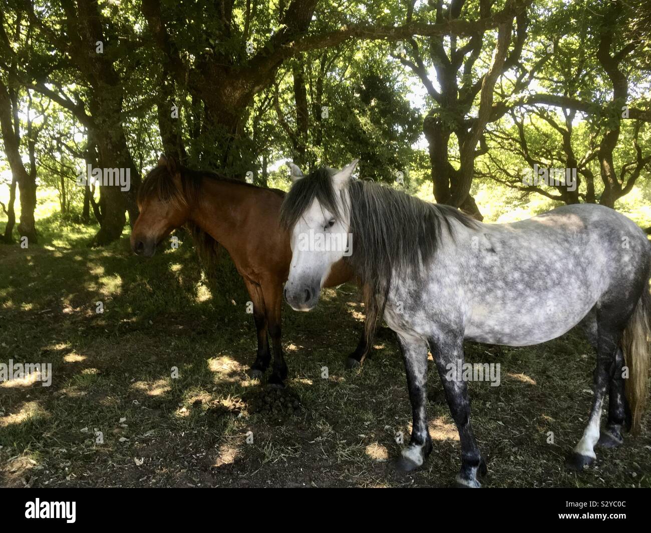 Woodland somerset quantocks hi-res stock photography and images - Alamy