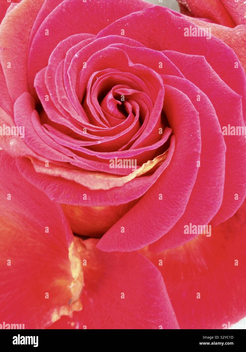 Fibonacci Sequence Rose