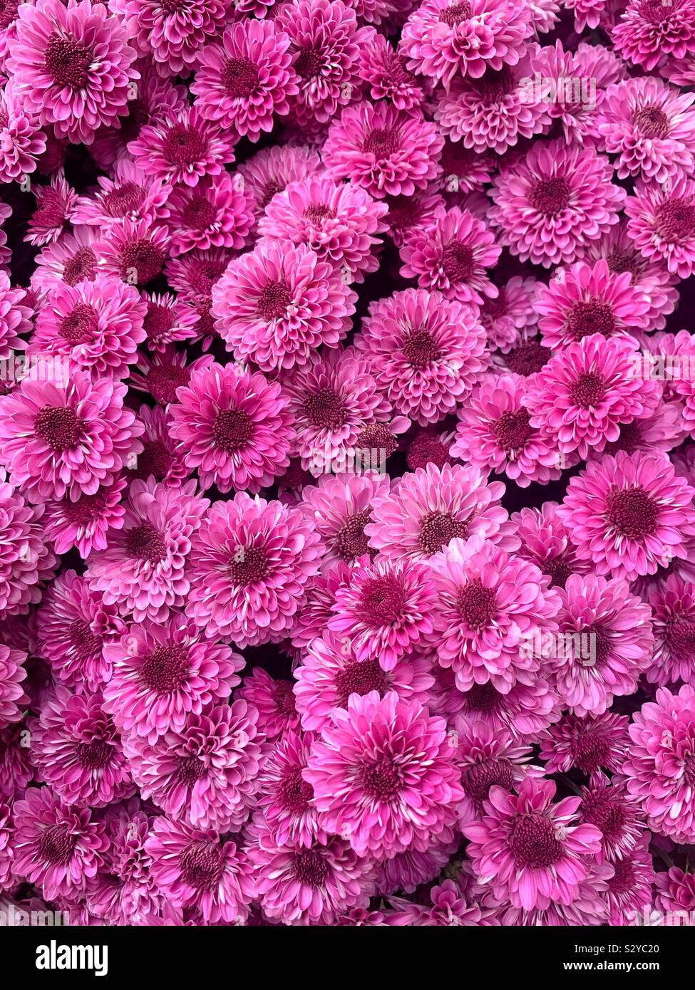 Mums hi-res stock photography and images - Alamy