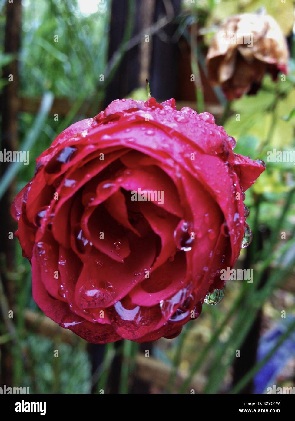 A beautiful young red rose opening up under the raindrops Stock Photo ...