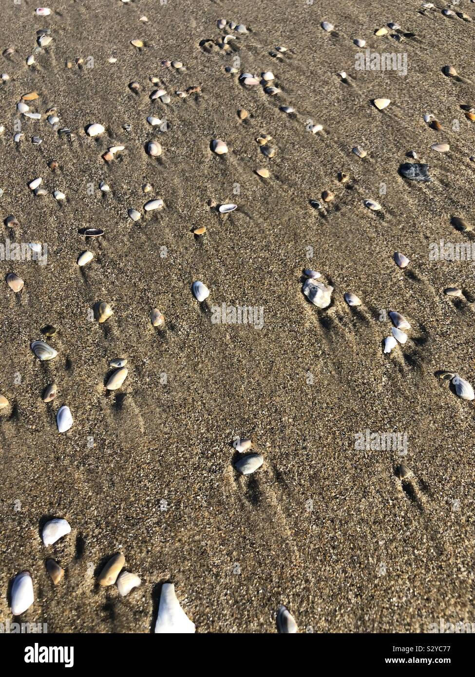 Beach pebbles rocks shells hi-res stock photography and images - Alamy