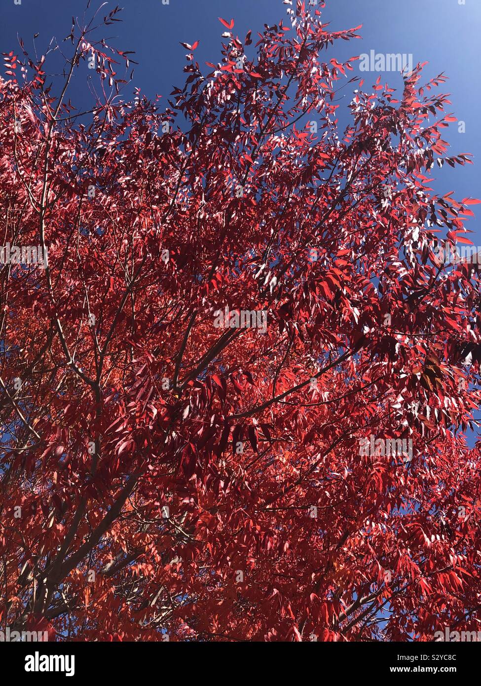 Deep red fall foliage hi-res stock photography and images - Alamy