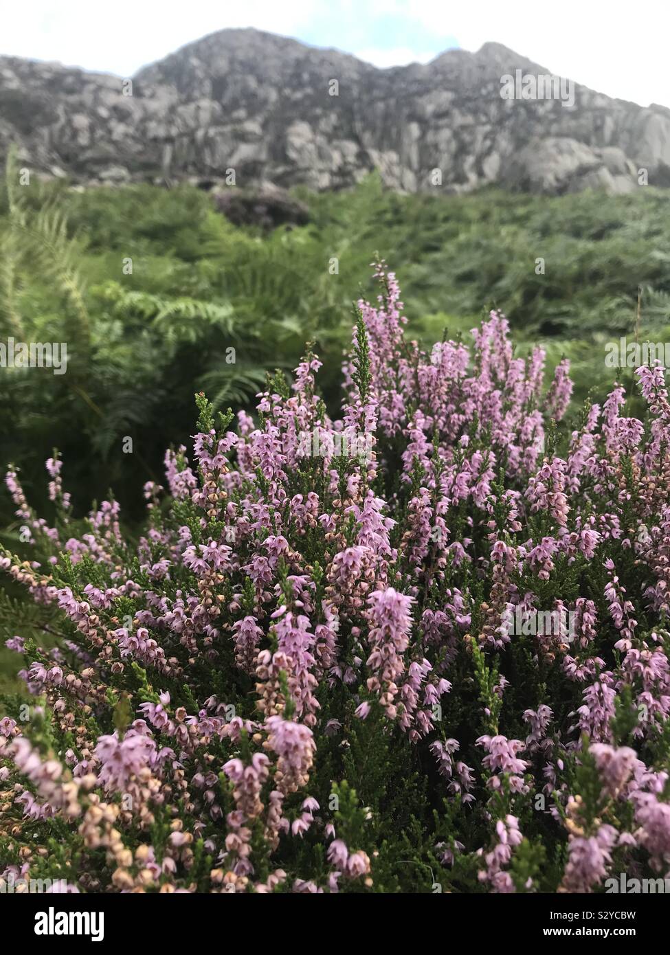 Snowdonia wales heather hi-res stock photography and images - Alamy
