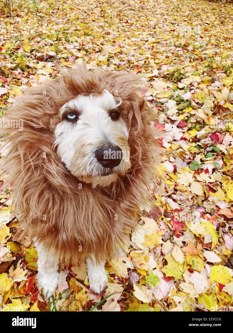 Dog in lion mane Stock Photo - Alamy