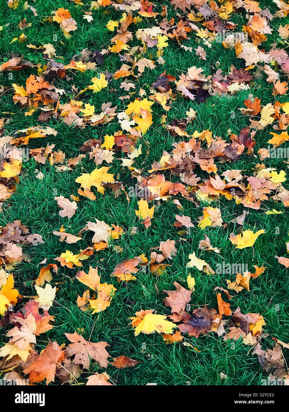 Autumn (Fall) leaves lying on a grass lawn. An image that has multiple ...