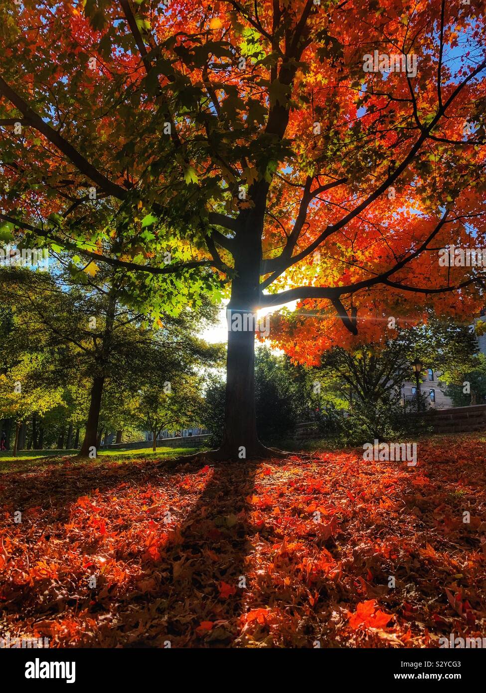 Backlit Autumn Tree Stock Photo - Alamy