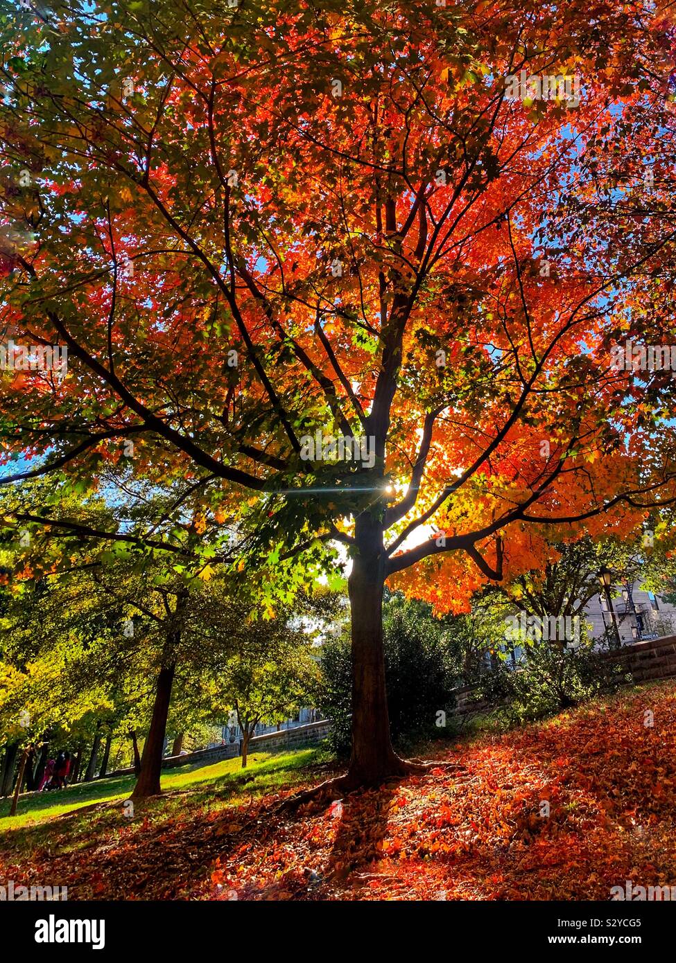 Bright Fall Foliage Stock Photo - Alamy