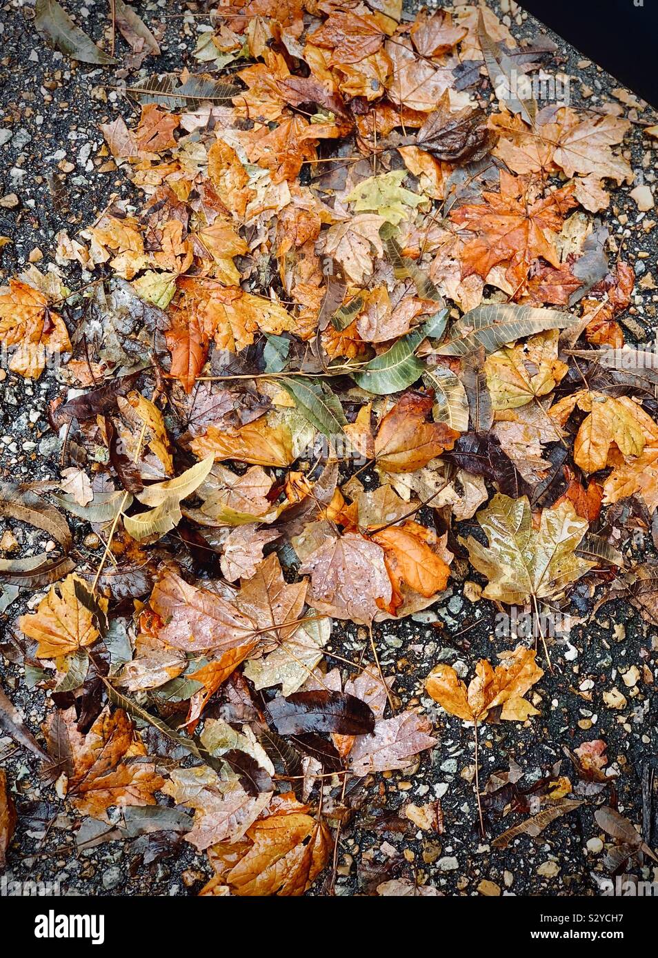 Wet fall hi-res stock photography and images - Alamy