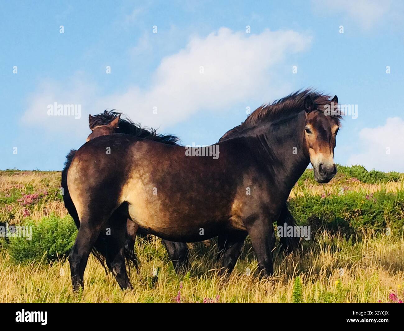 Forever wild hi-res stock photography and images - Alamy