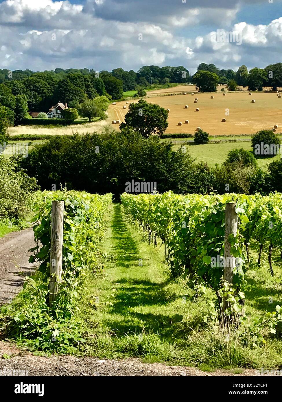 Vineyard near Bath, England Stock Photo - Alamy