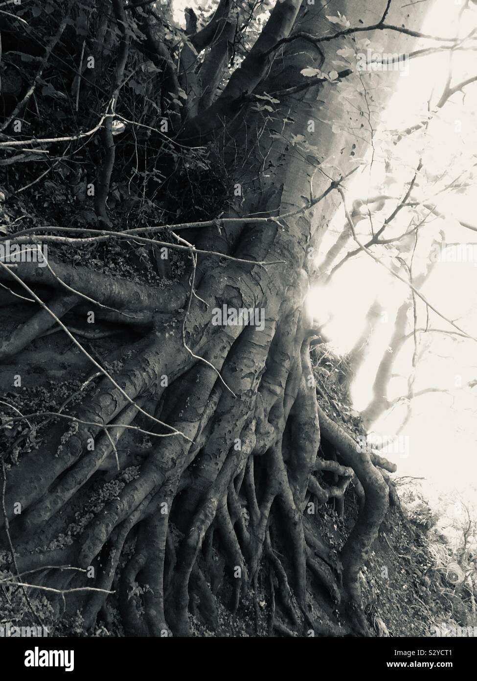 Tree fingers hi-res stock photography and images - Alamy