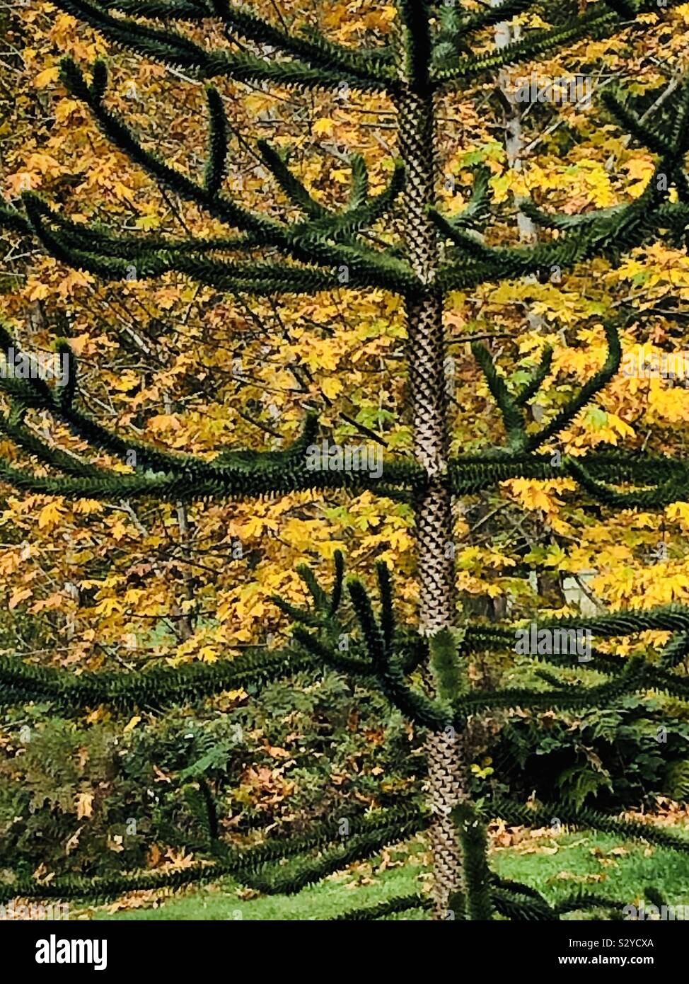 Monkey Puzzle tree and colorful Maple tree behind Stock Photo - Alamy