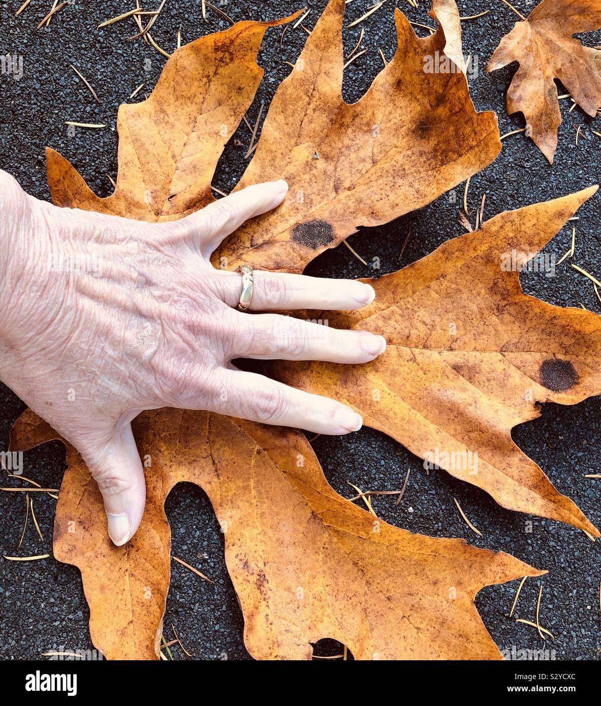 Very large Maple leaf and female hand Stock Photo - Alamy