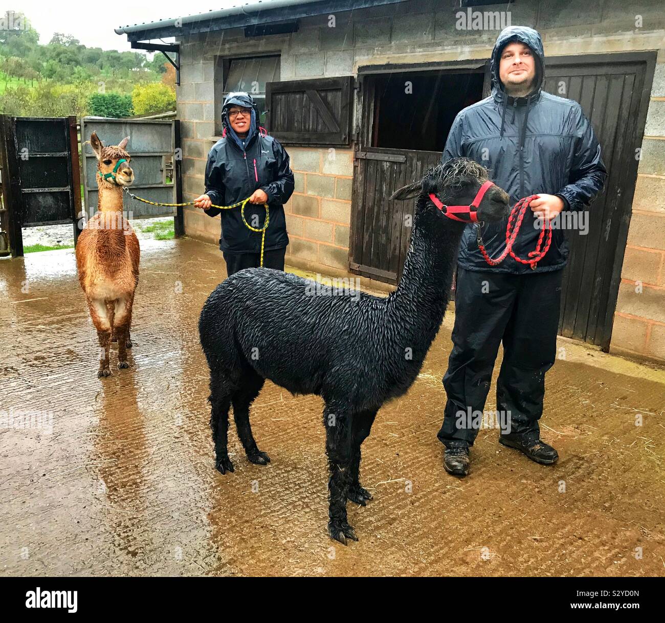 Alpaca trekking at temevale alpacas Stock Photo - Alamy