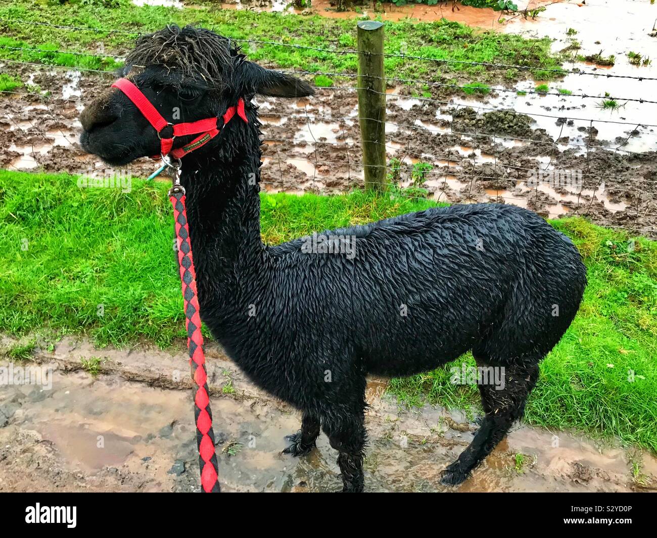 Alpaca trekking at temevale alpacas Stock Photo - Alamy
