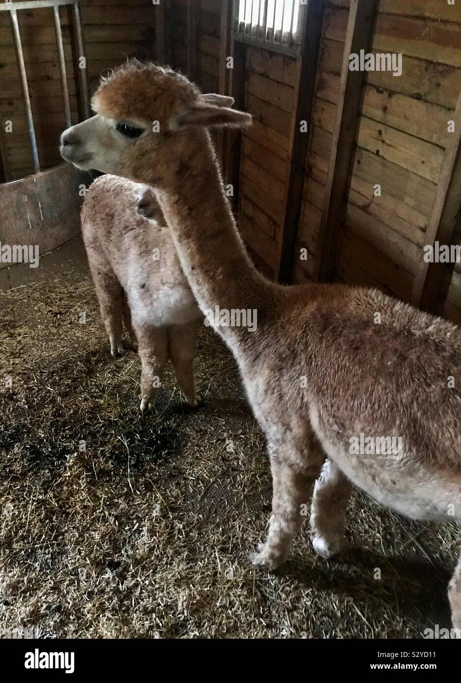 Alpaca trekking at temevale alpacas Stock Photo - Alamy
