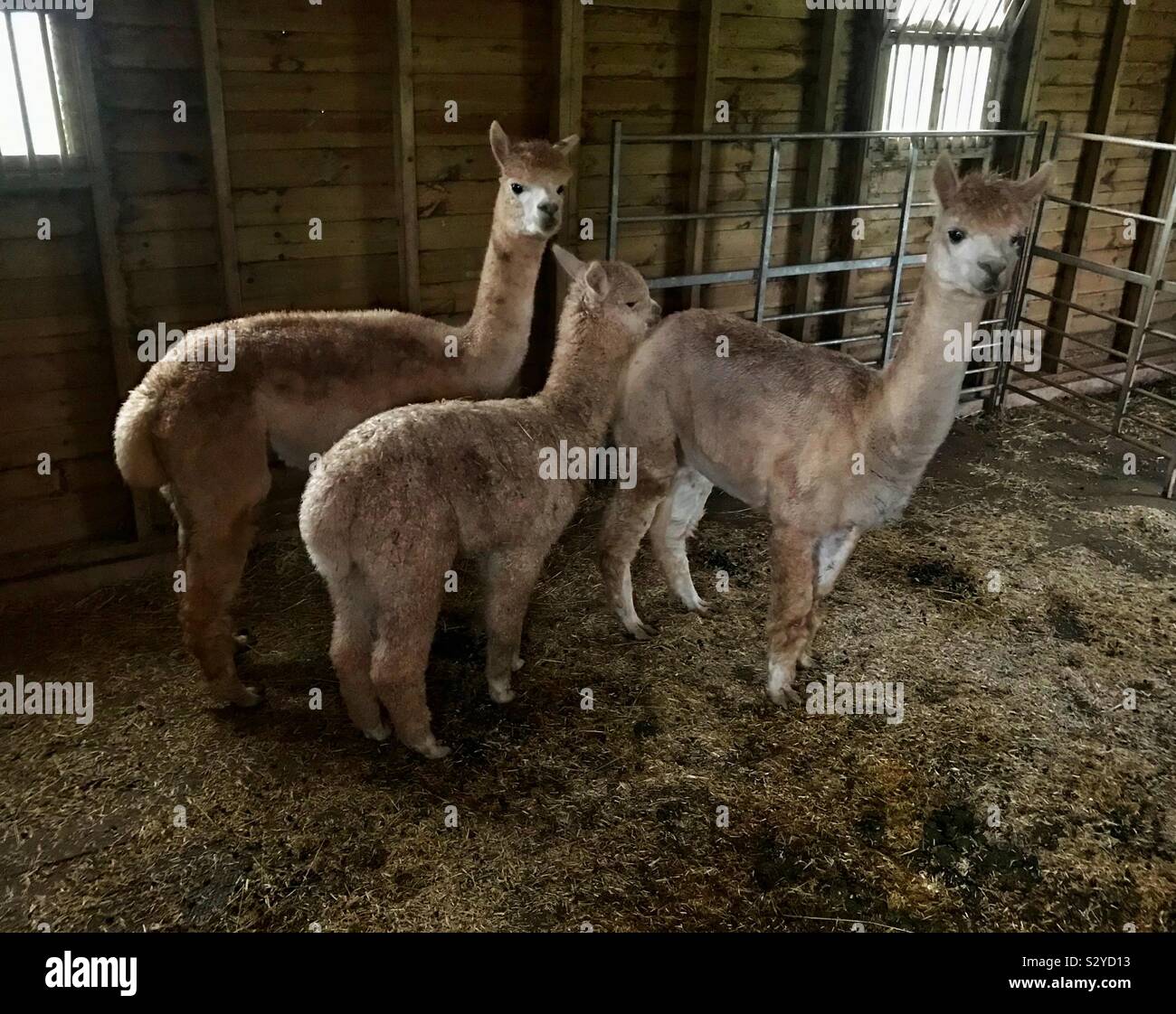 Alpaca trekking at temevale alpacas Stock Photo - Alamy