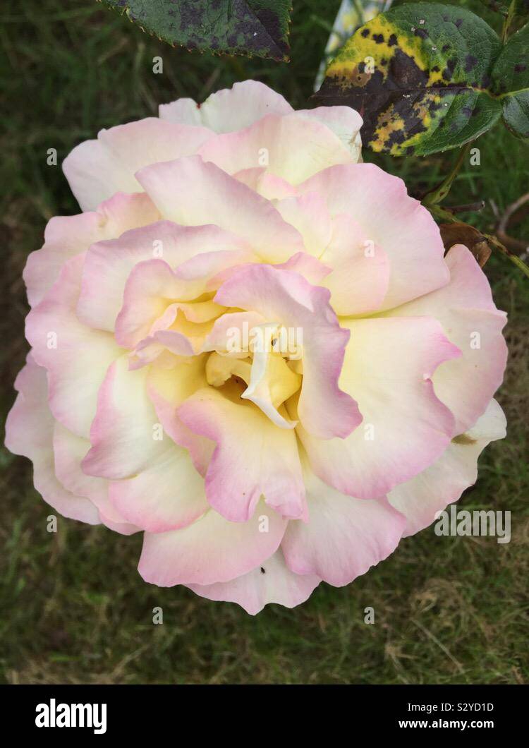 Pink tinged petals hi-res stock photography and images - Alamy