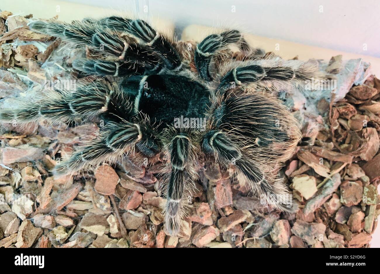 Bird eating tarantula Stock Photo - Alamy