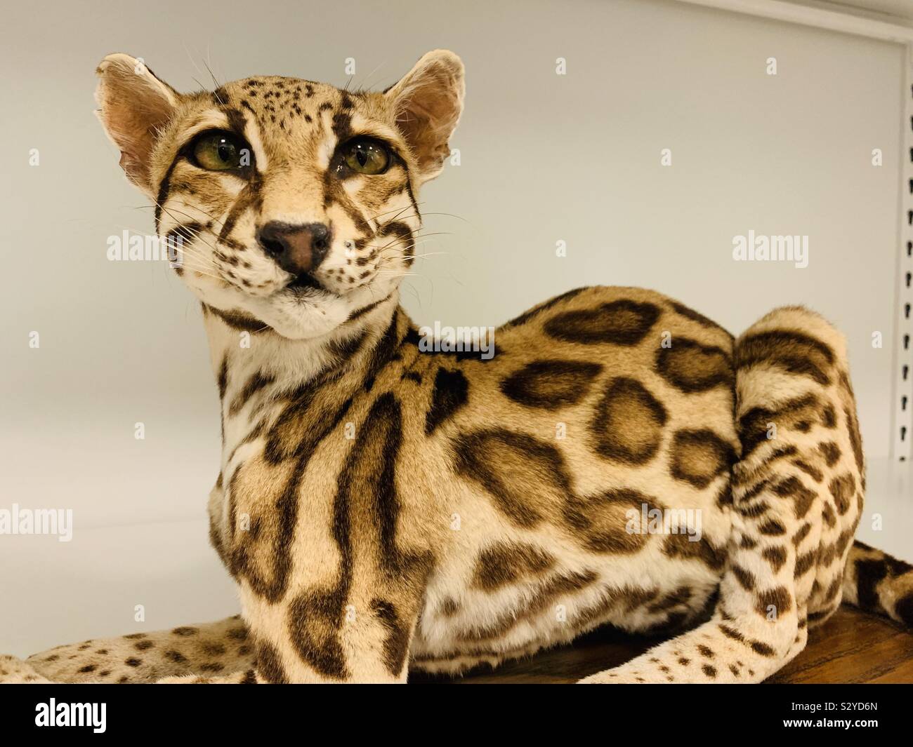 Margay hi-res stock photography and images - Alamy