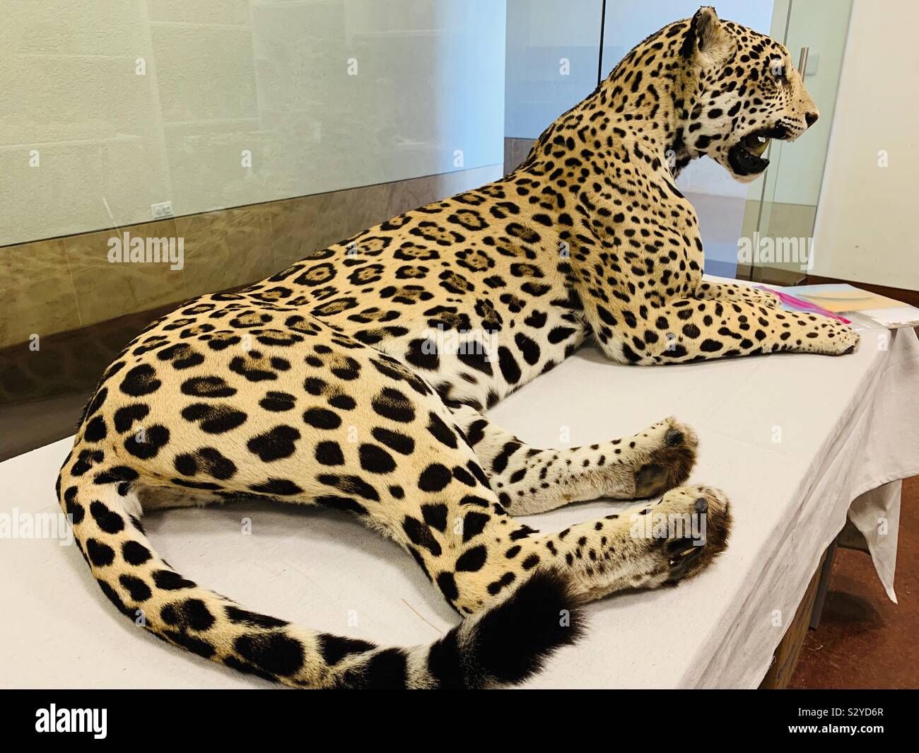 Taxidermy leopard hi-res stock photography and images - Alamy