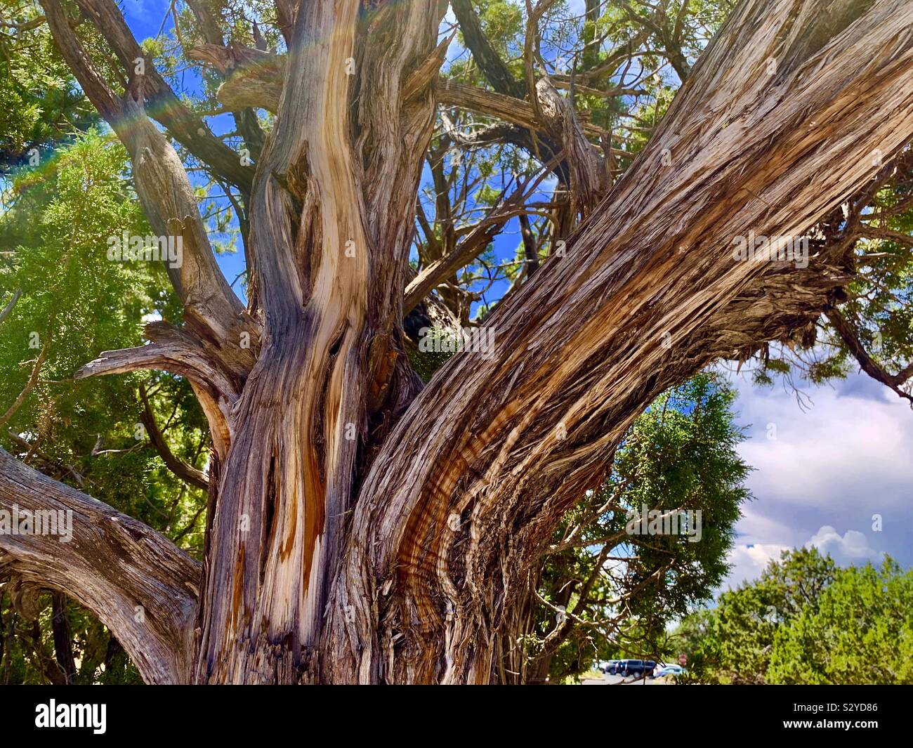 Juniper tree grand canyon hi-res stock photography and images - Alamy
