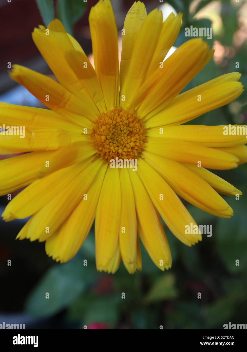 Yellow Marigold, Pot Marigold Stock Photo - Alamy