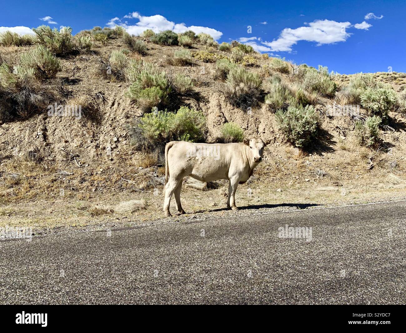 Free Range Cow Stock Photo - Alamy