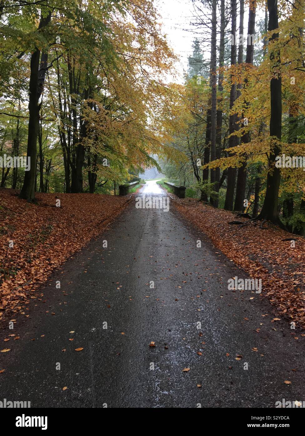 Rain tree walk hi-res stock photography and images - Alamy