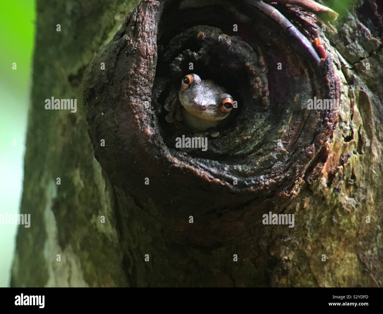 Frog in a hole hi-res stock photography and images - Alamy