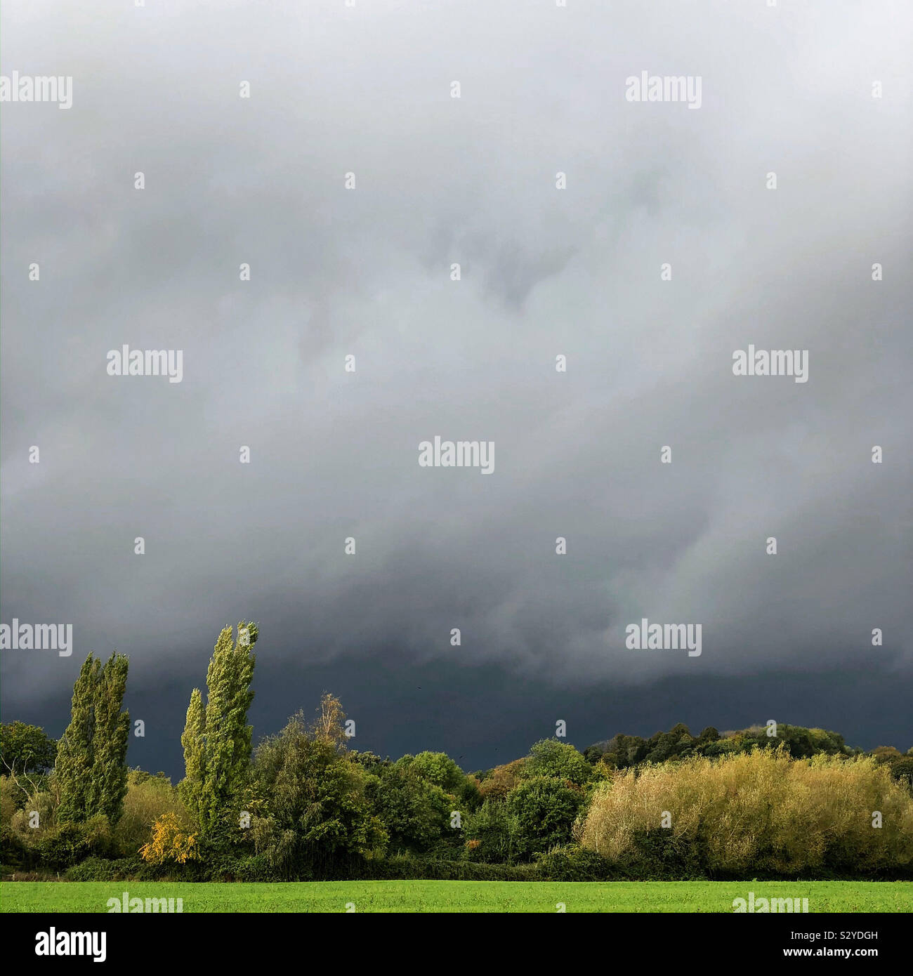 Dramatic light on trees hi-res stock photography and images - Alamy