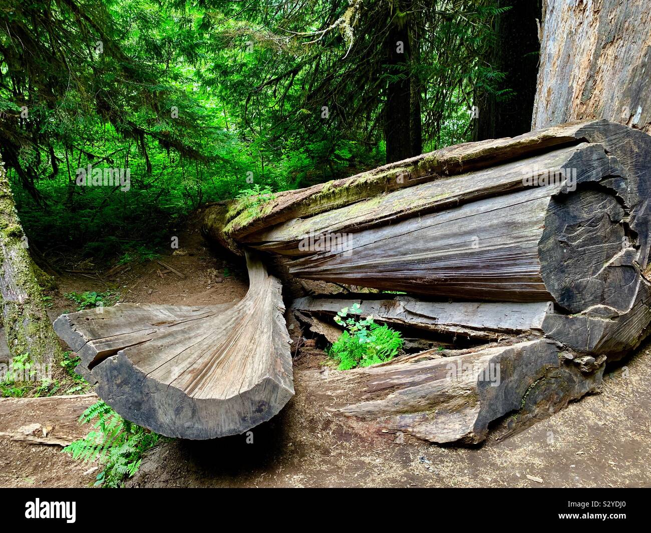 Fallen giant hi-res stock photography and images - Alamy