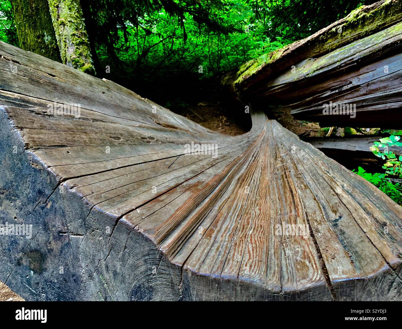 Old growth washington hi-res stock photography and images - Alamy