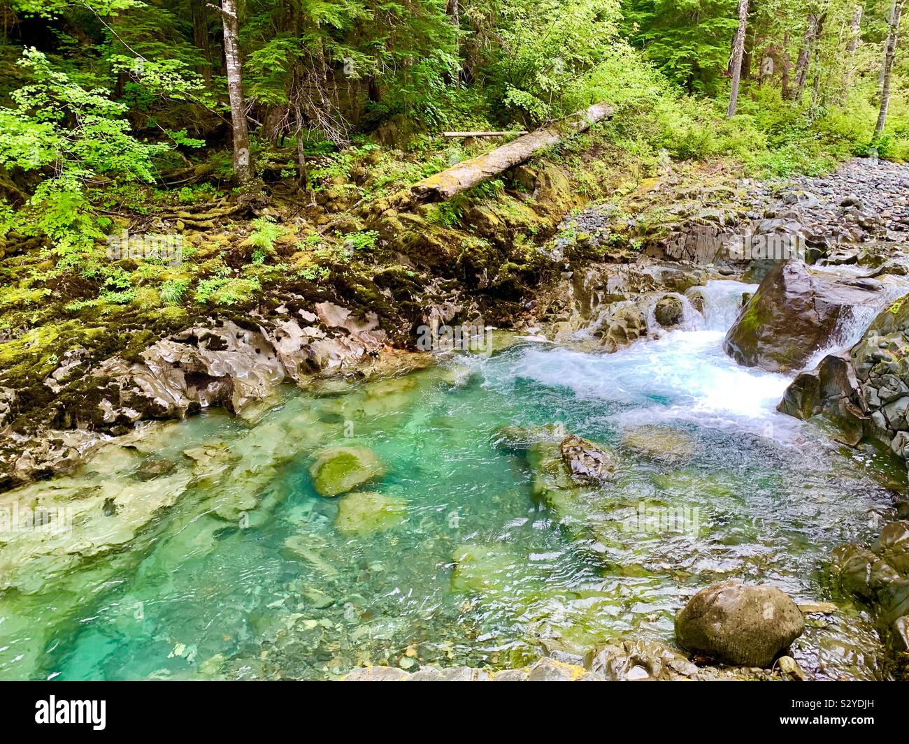 Water pools forest hi-res stock photography and images - Alamy