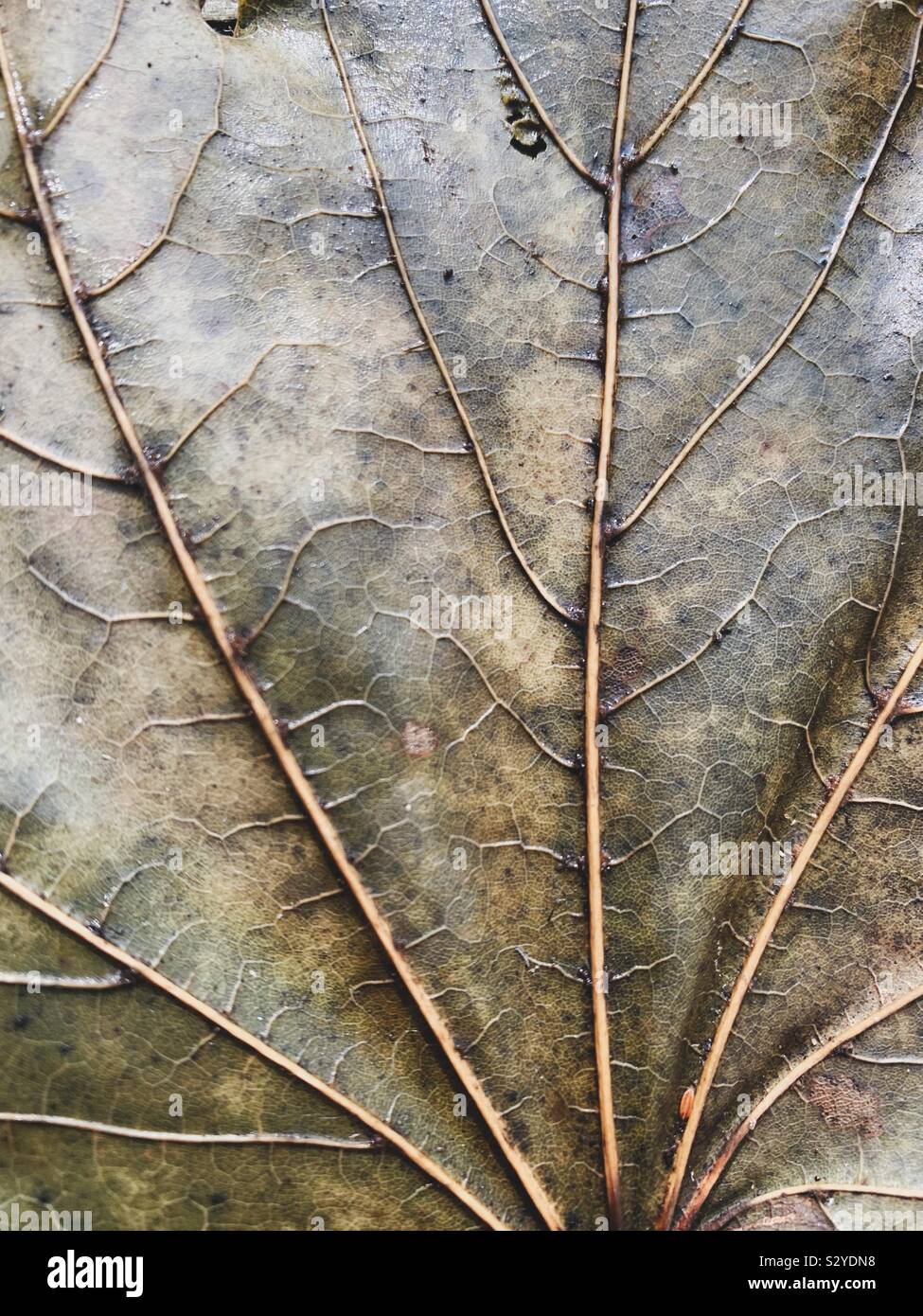 Fall leaf details Stock Photo - Alamy