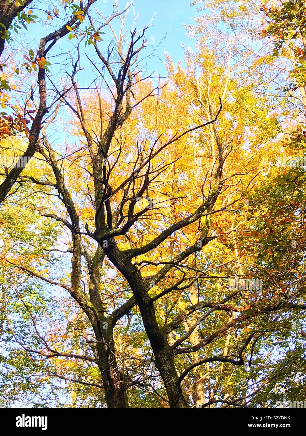 Alps trees hi-res stock photography and images - Alamy