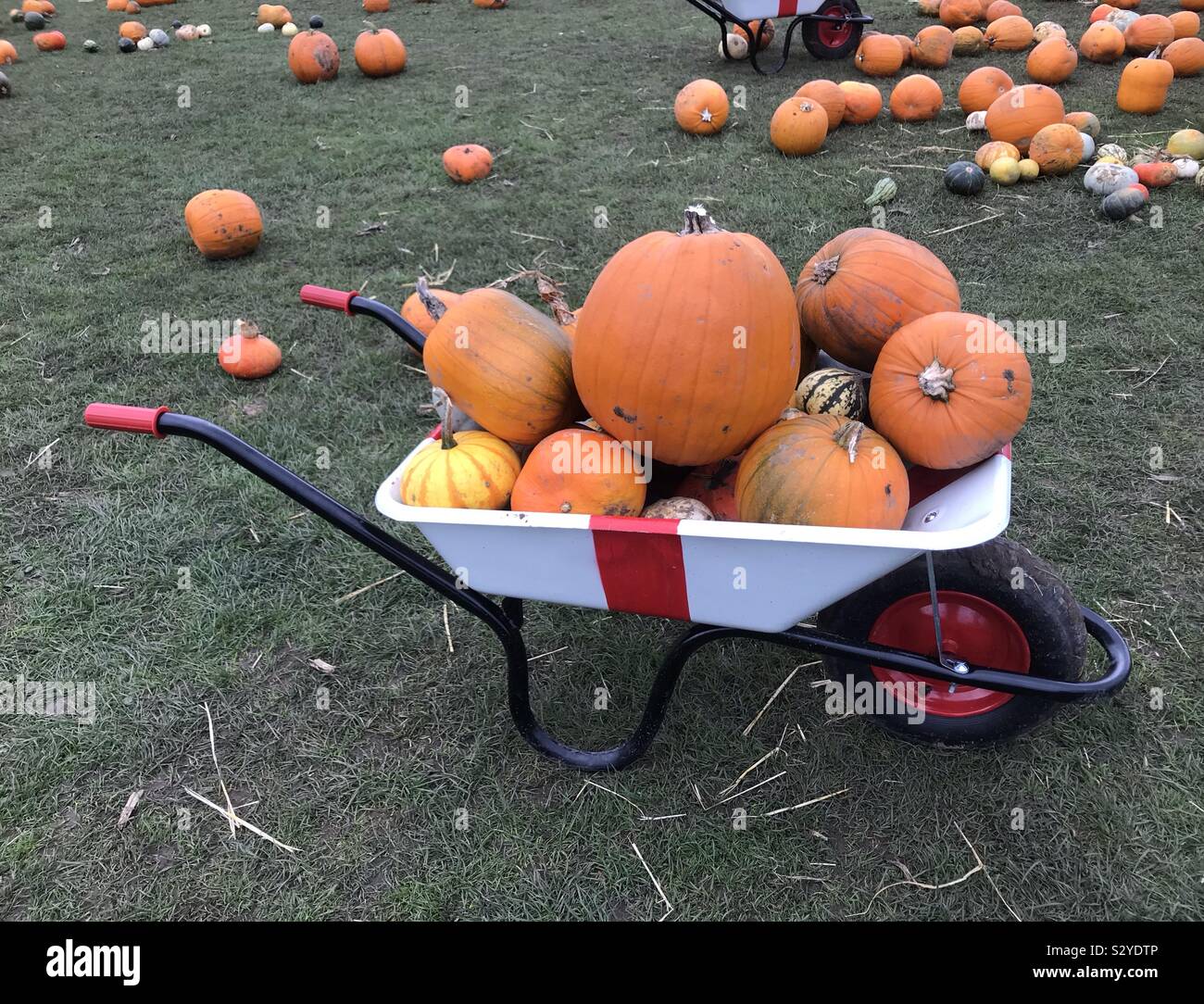 Pumpkins in wheelbarrow Stock Photo - Alamy