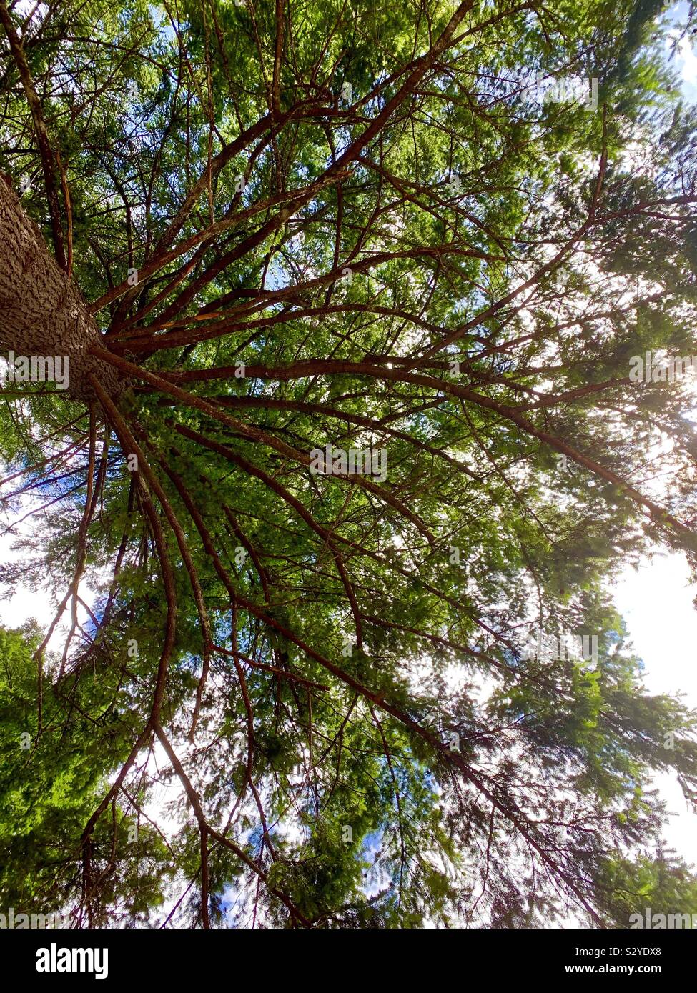 Canopy growth hi-res stock photography and images - Alamy