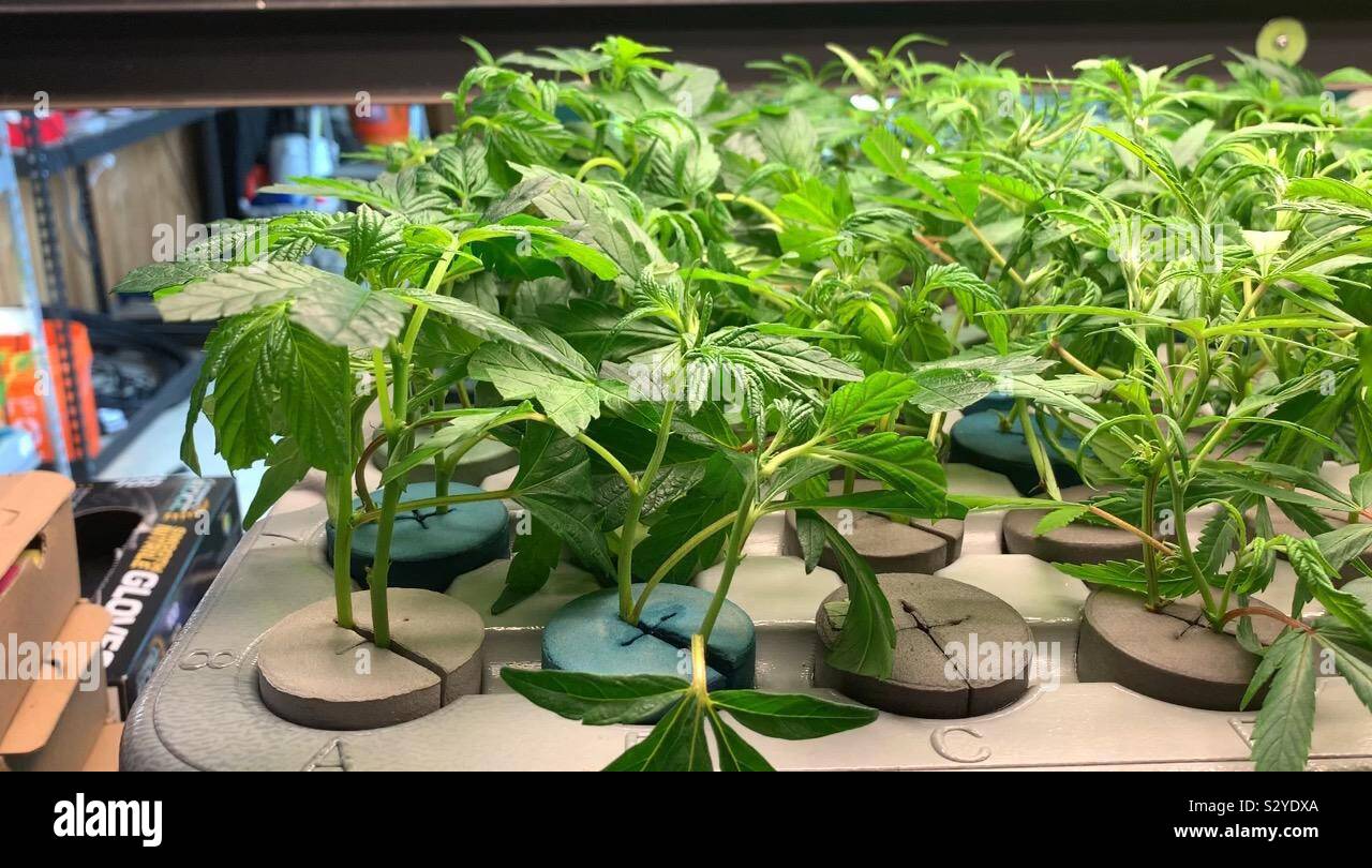 Cannabis Clones High Resolution Stock Photography and Images - Alamy