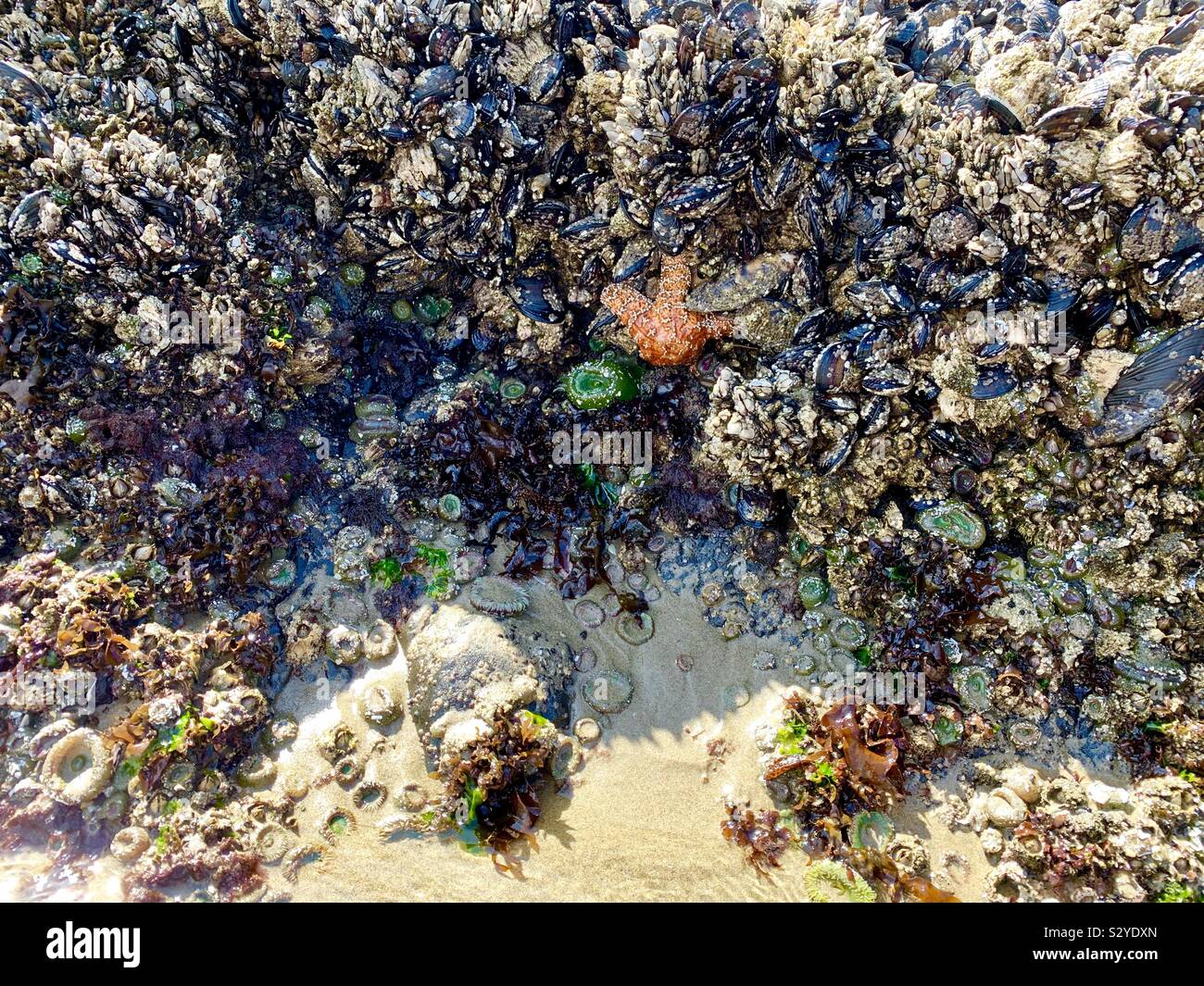 Tide pool fish hi-res stock photography and images - Alamy