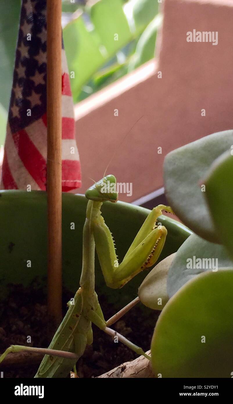 Praying mantis praying for America Stock Photo - Alamy
