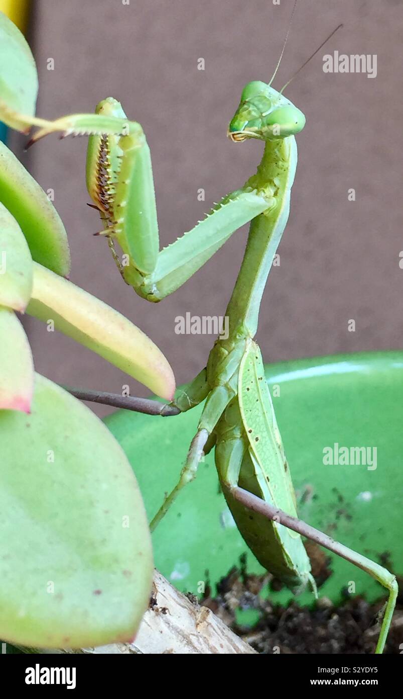Praying mantis angel protector hi-res stock photography and images - Alamy