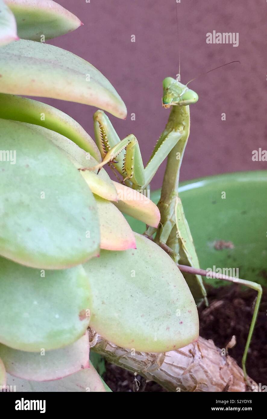 Praying mantis, praying mantis climbing Stock Photo - Alamy