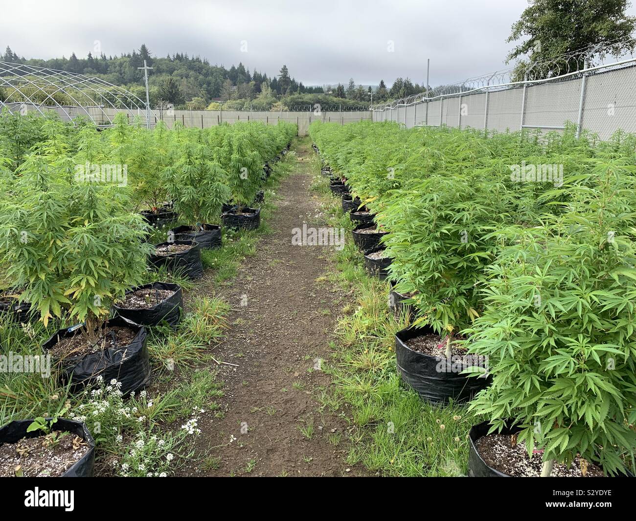 Cannabis outdoor hi-res stock photography and images - Alamy