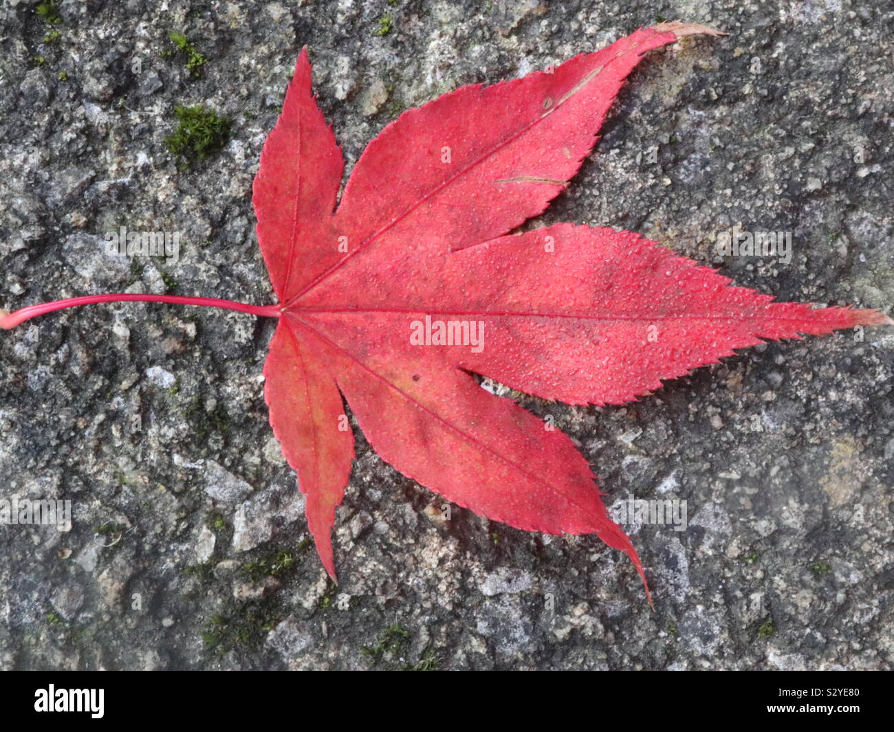 Fallen leaf in full autumnal colour Stock Photo - Alamy