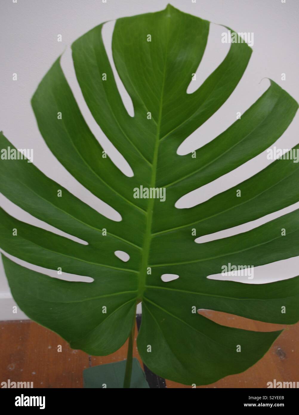 Leaf fan hi-res stock photography and images - Alamy